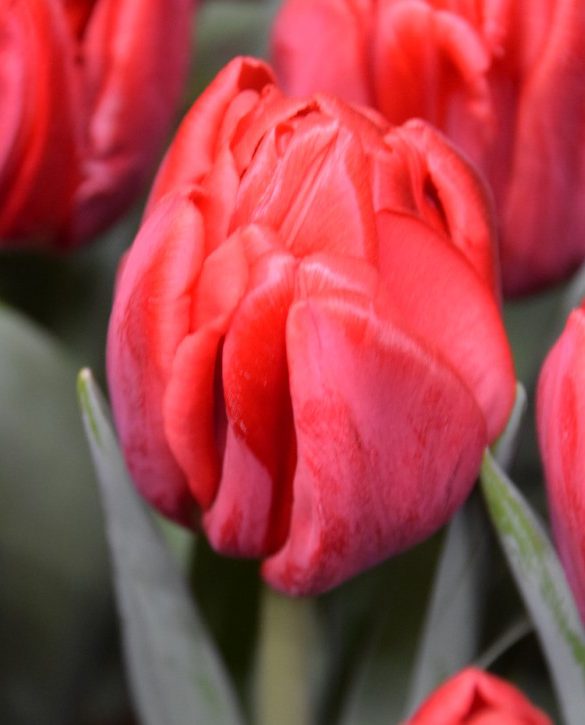 Red Foxtrot | Onings Holland Flowerbulbs