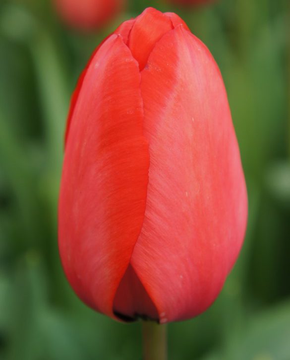 Red Impression | Onings Holland Flowerbulbs