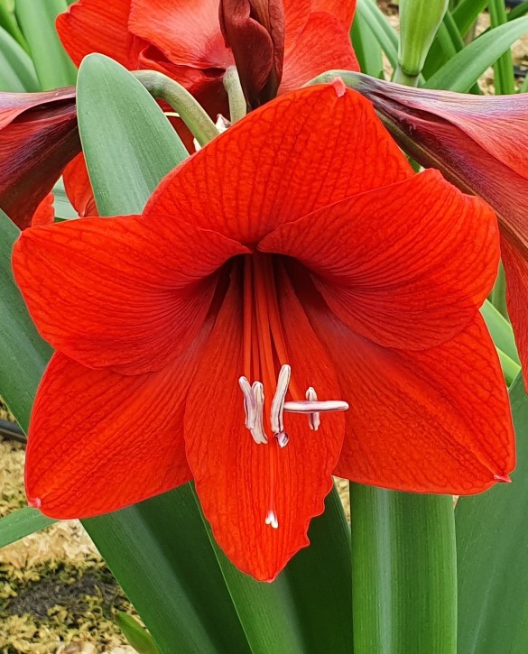 Red Lion | Onings Holland Flowerbulbs