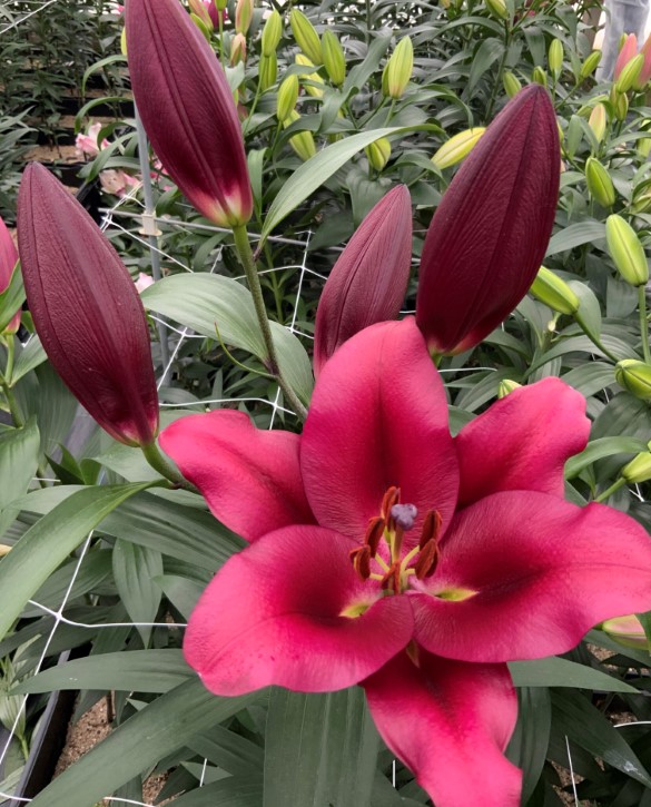 Red Pringle | Onings Holland Flowerbulbs