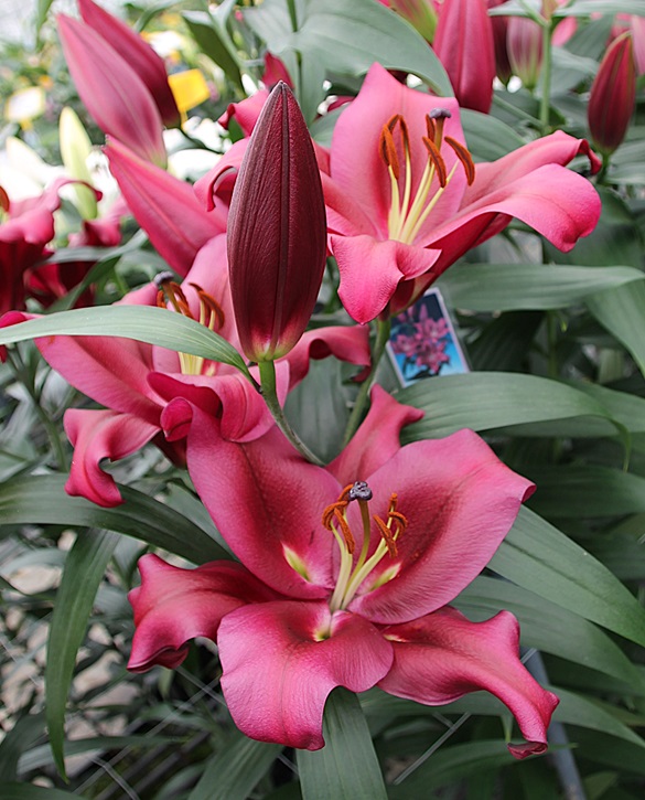 Red Pringle | Onings Holland Flowerbulbs