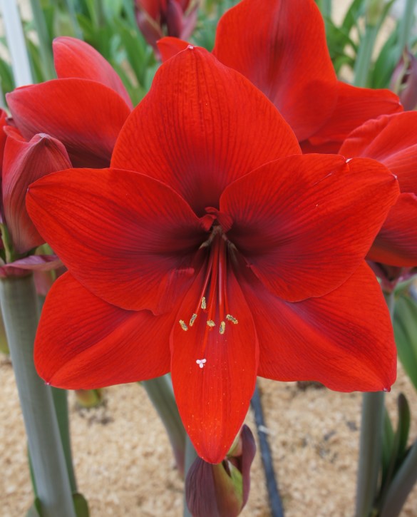 Red Queen | Onings Holland Flowerbulbs
