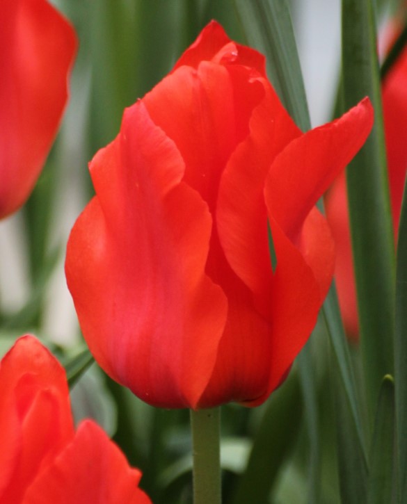 Red Riding Hood | Onings Holland Flowerbulbs