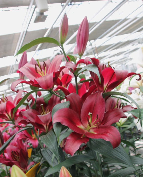 Rivendell | Onings Holland Flowerbulbs