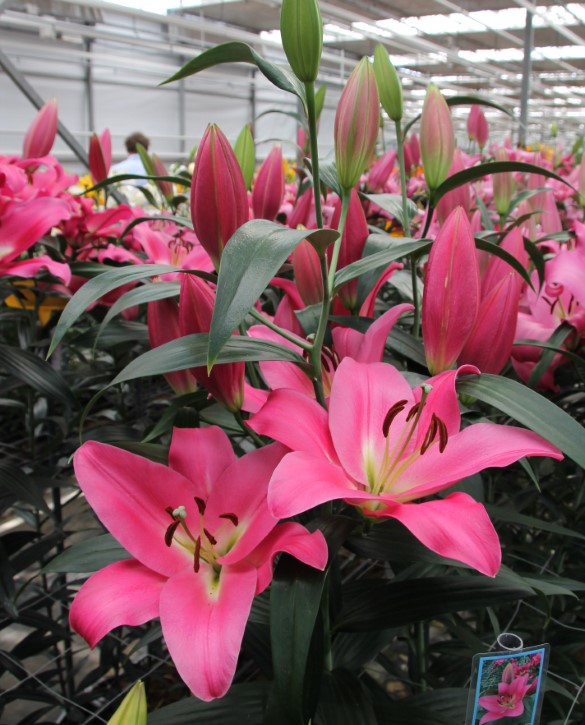 Rockafella | Onings Holland Flowerbulbs