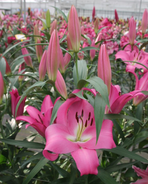 Romanza | Onings Holland Flowerbulbs