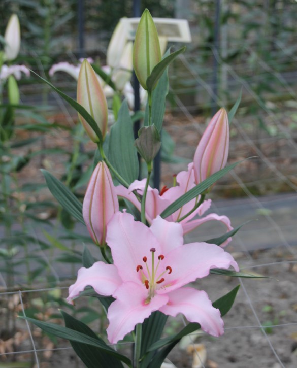 Rubiano | Onings Holland Flowerbulbs