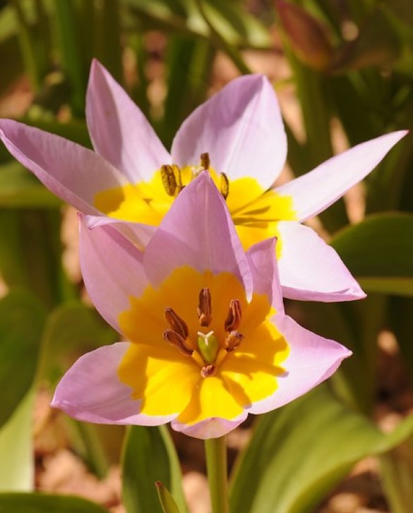 Saxatilis | Onings Holland Flowerbulbs