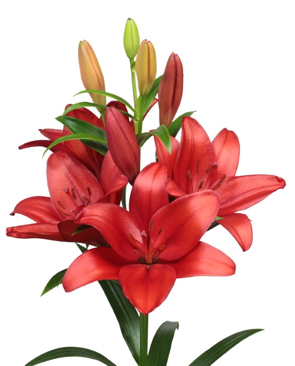 Shinji Ono | Onings Holland Flowerbulbs