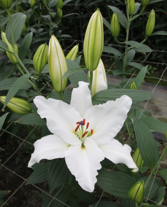 Sisto | Onings Holland Flowerbulbs