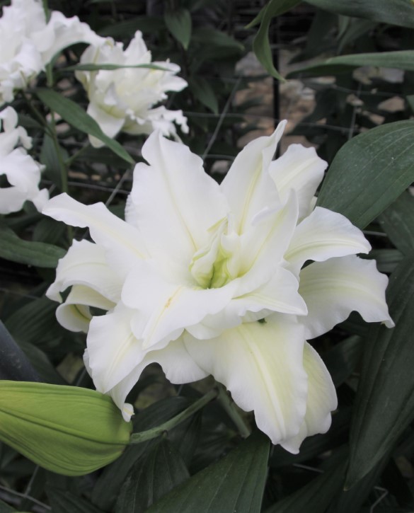 Snow World | Onings Holland Flowerbulbs