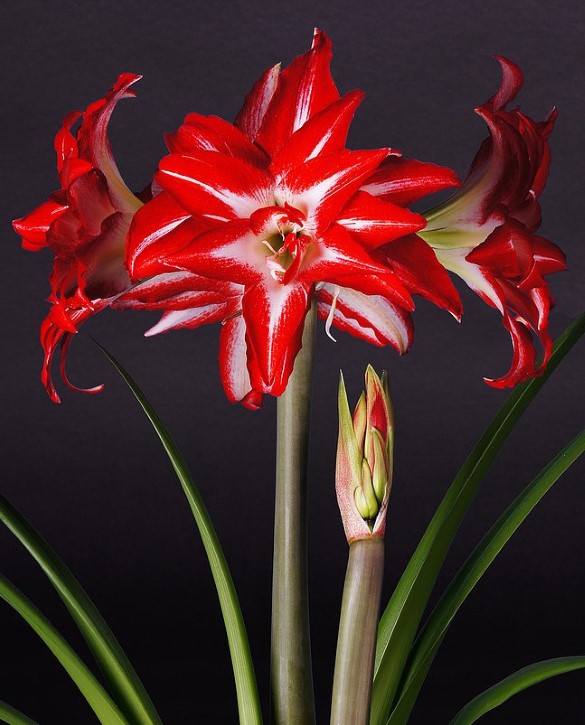 Splash | Onings Holland Flowerbulbs