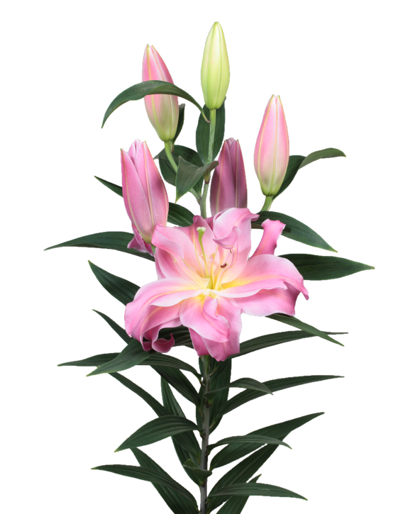 Spring City | Onings Holland Flowerbulbs