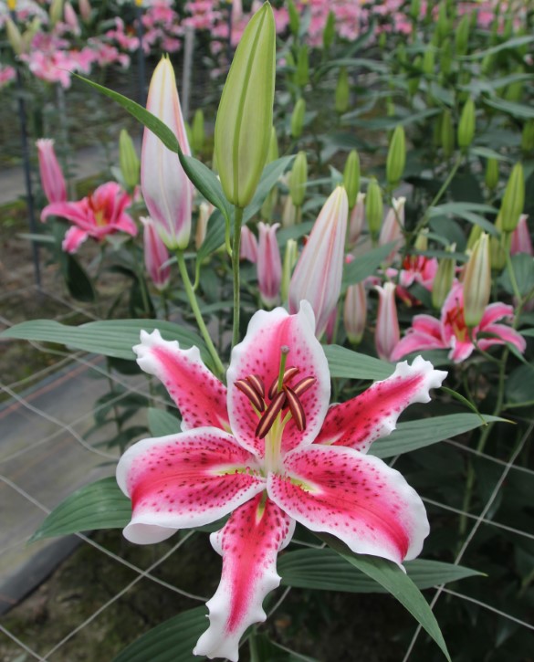 Stardancer | Onings Holland Flowerbulbs