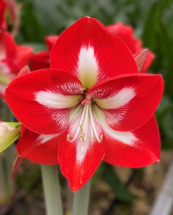 Stargazer | Onings Holland Flowerbulbs