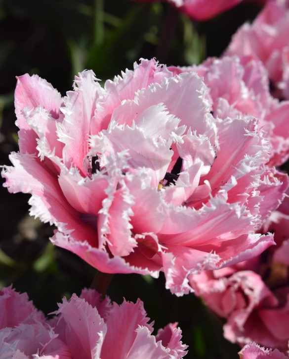 Sugar Crystal | Onings Holland Flowerbulbs