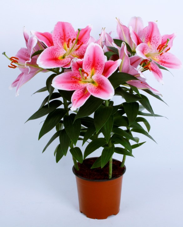 Sunny Robyn | Onings Holland Flowerbulbs