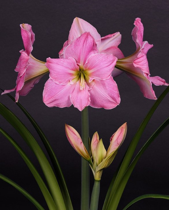 Sweet Star | Onings Holland Flowerbulbs