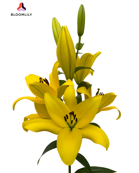 Valletta | Onings Holland Flowerbulbs