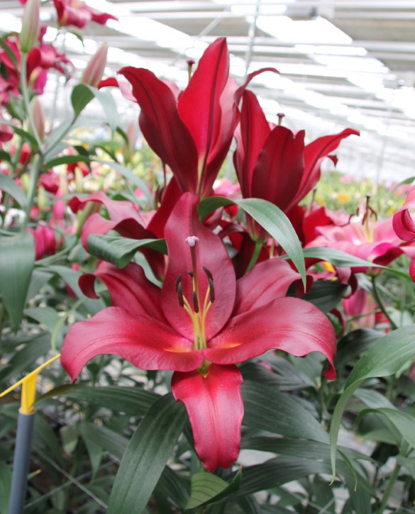 Tarantino | Onings Holland Flowerbulbs