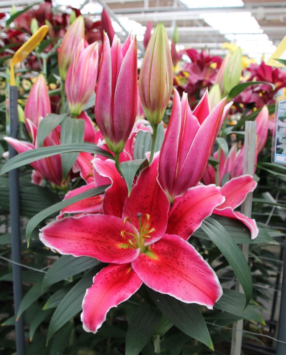 Tarzo | Onings Holland Flowerbulbs