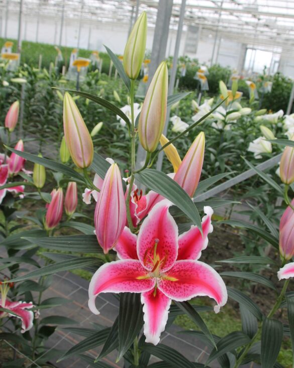 Tasman | Onings Holland Flowerbulbs