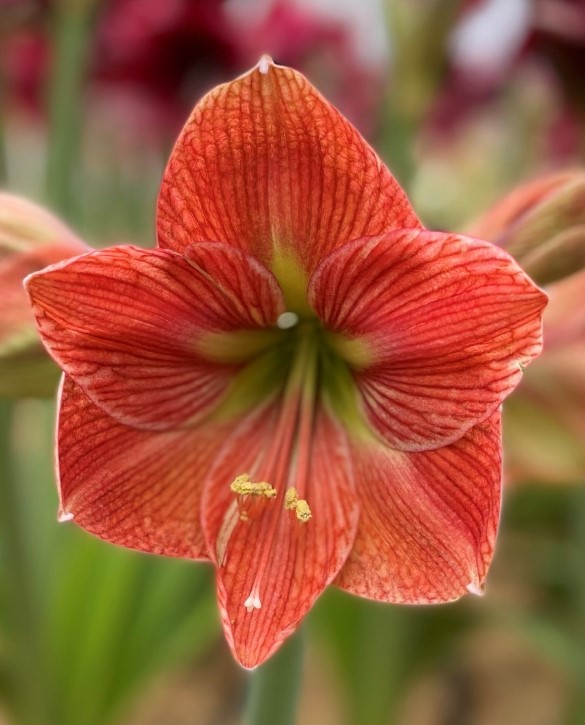 Terra Corra Star | Onings Holland Flowerbulbs