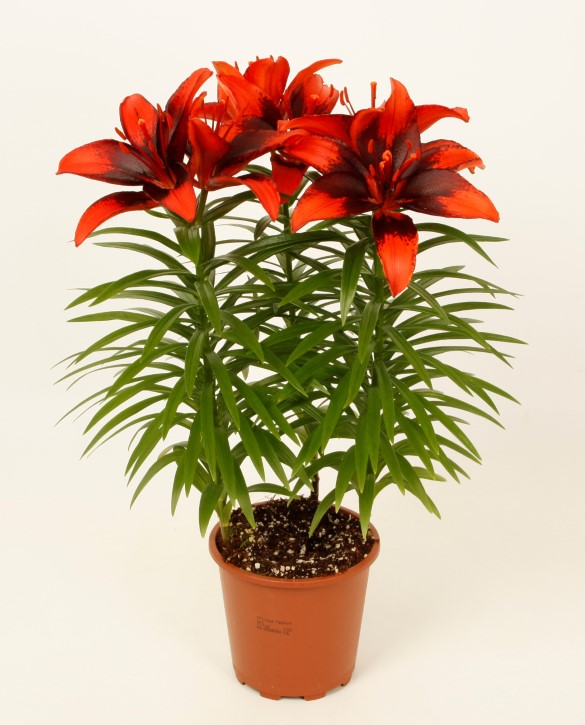 Tiny Ink | Onings Holland Flowerbulbs