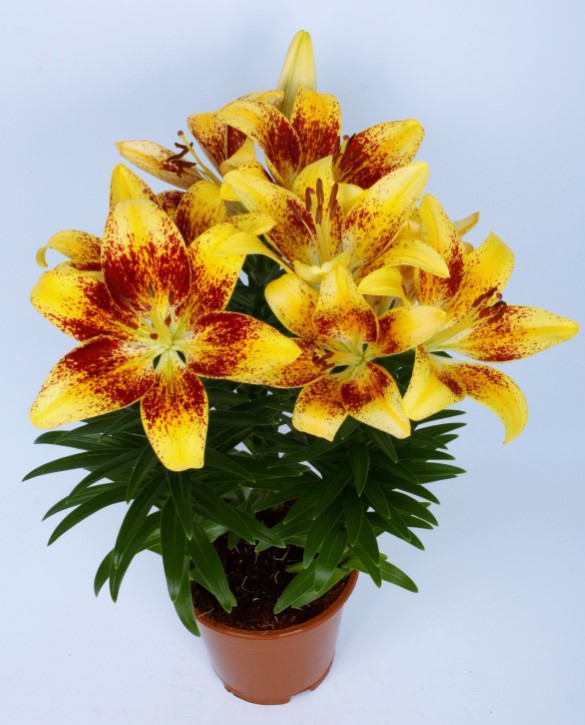 Tiny Nugget | Onings Holland Flowerbulbs