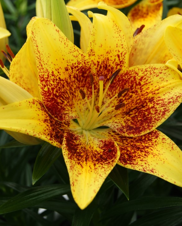 Tiny Nugget | Onings Holland Flowerbulbs