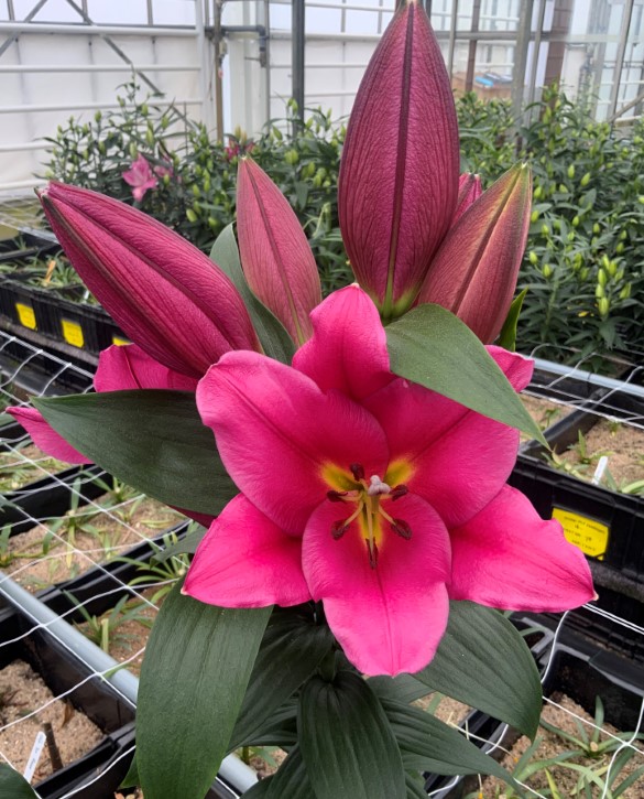 Tomahawk | Onings Holland Flowerbulbs