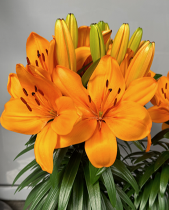 Trendy Nassau | Onings Holland Flowerbulbs