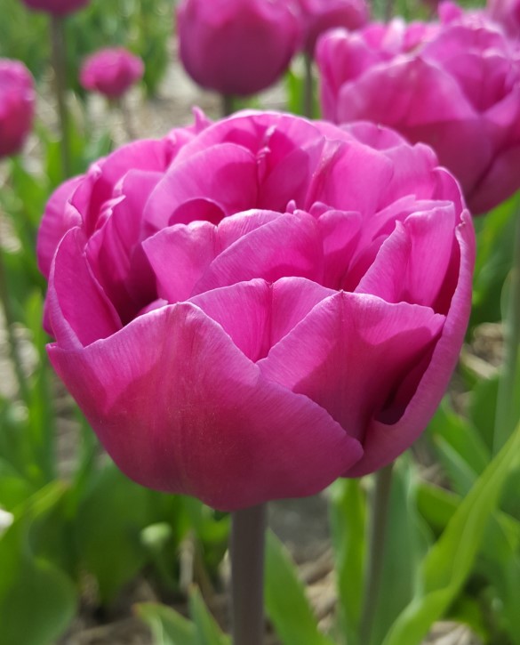 Backpacker | Onings Holland Flowerbulbs
