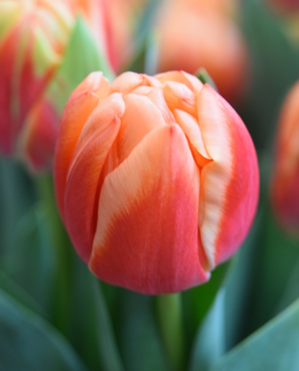 Bed of Roses | Onings Holland Flowerbulbs