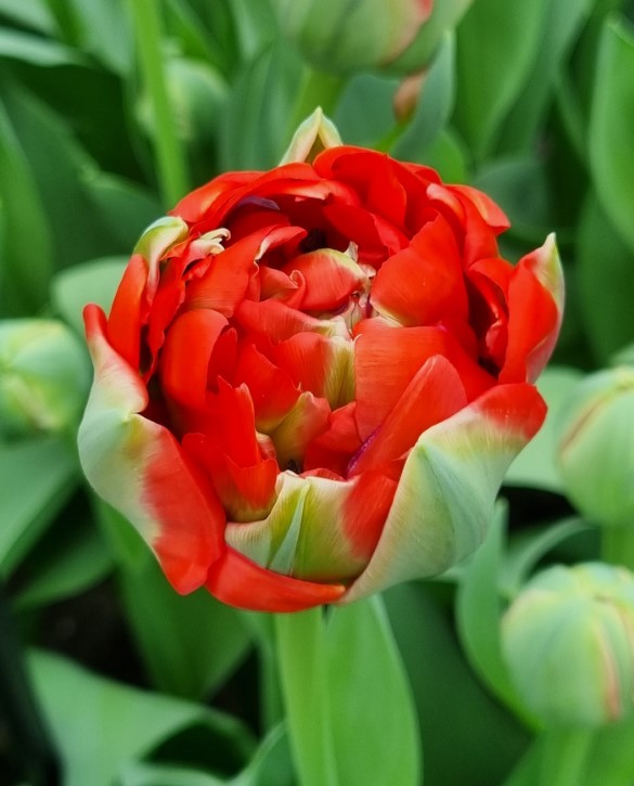 Bombastic Red | Onings Holland Flowerbulbs