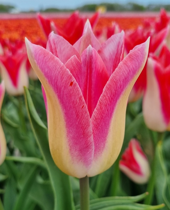 Cheerleader | Onings Holland Flowerbulbs