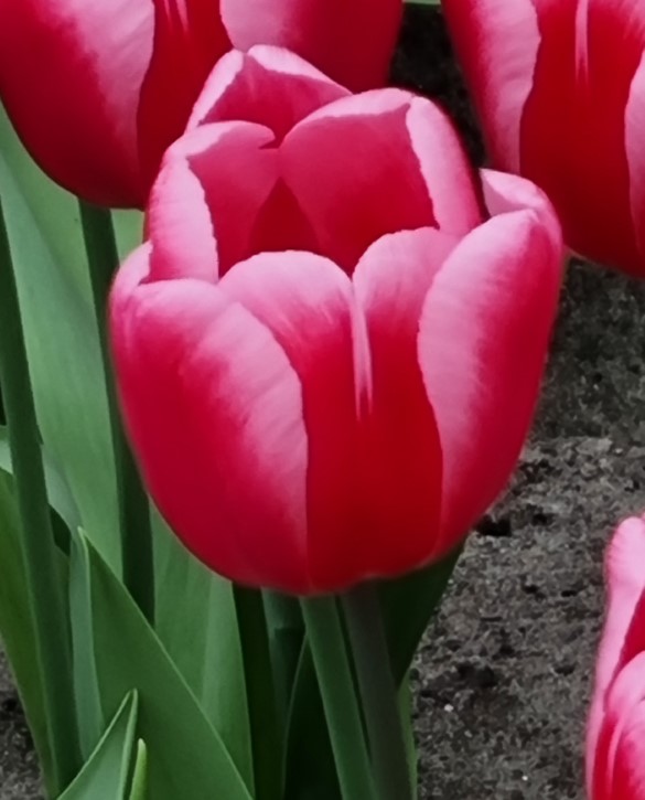 Happy Spring | Onings Holland Flowerbulbs