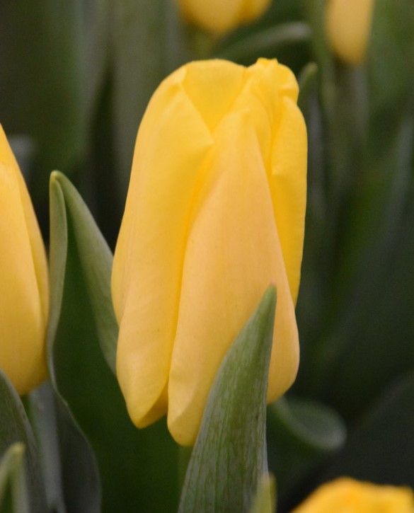 Lions Glory | Onings Holland Flowerbulbs