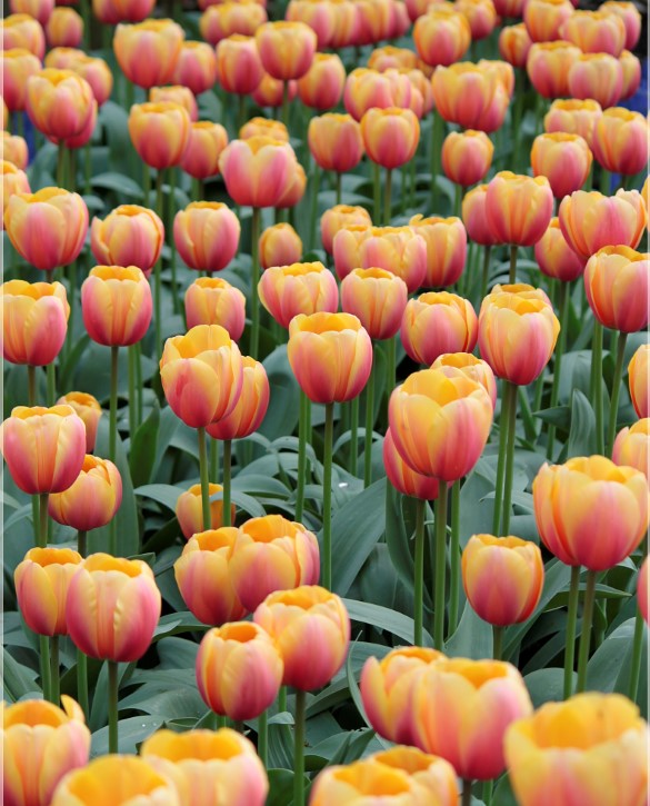Marit | Onings Holland Flowerbulbs