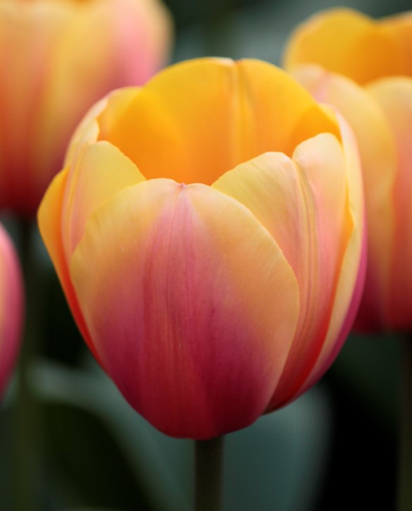 Marit | Onings Holland Flowerbulbs
