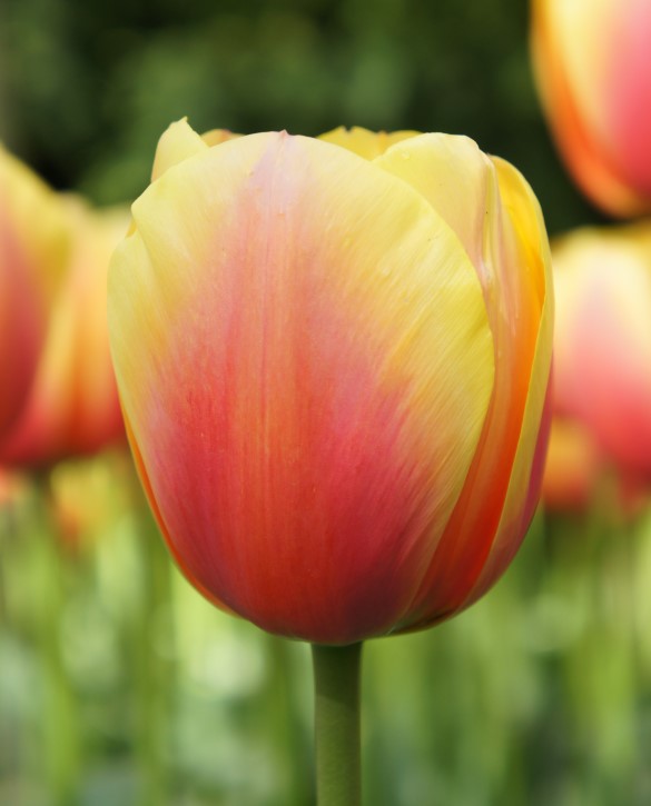 Marit | Onings Holland Flowerbulbs