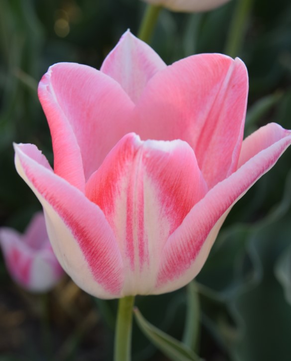 Mickey Chic | Onings Holland Flowerbulbs