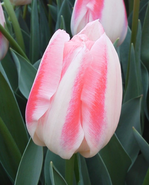 Mickey Chic | Onings Holland Flowerbulbs