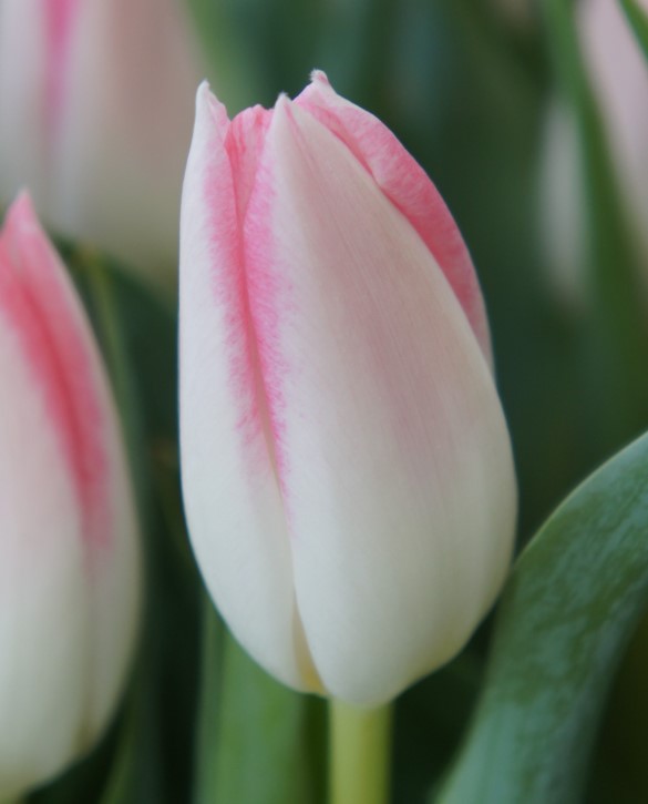 Mickey Chic | Onings Holland Flowerbulbs