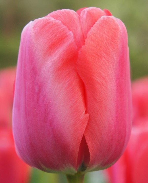 Niigata | Onings Holland Flowerbulbs