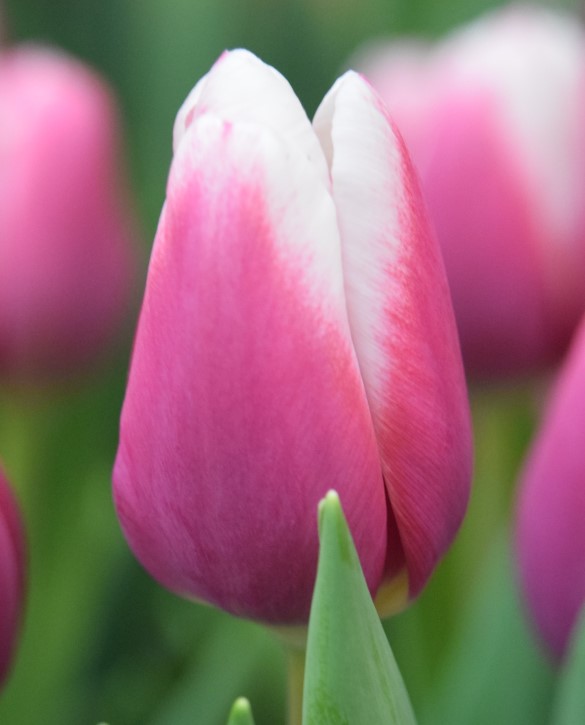 Outlook | Onings Holland Flowerbulbs