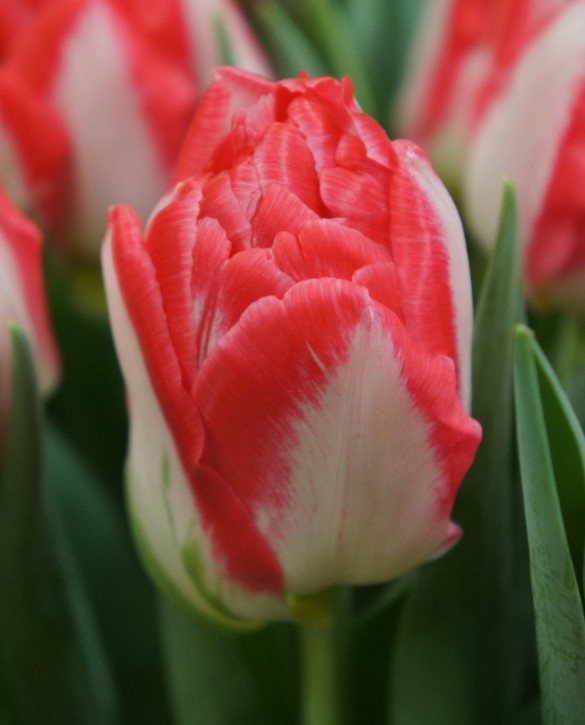 Pink Delight | Onings Holland Flowerbulbs
