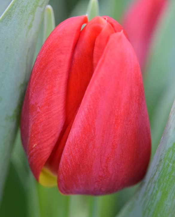 Red Stone | Onings Holland Flowerbulbs