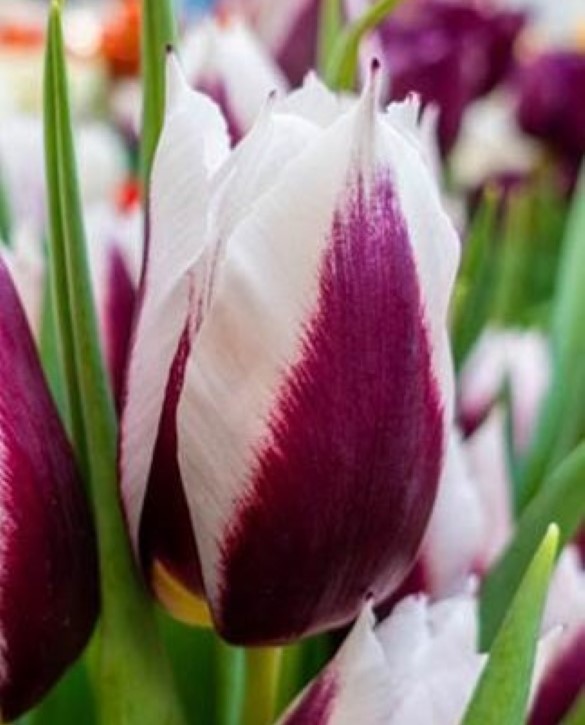 Rimini | Onings Holland Flowerbulbs