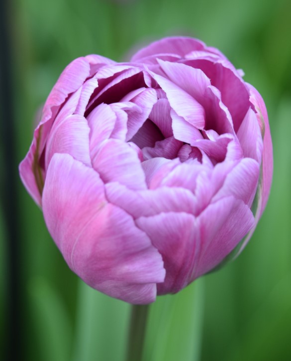 Rosy Diamond | Onings Holland Flowerbulbs
